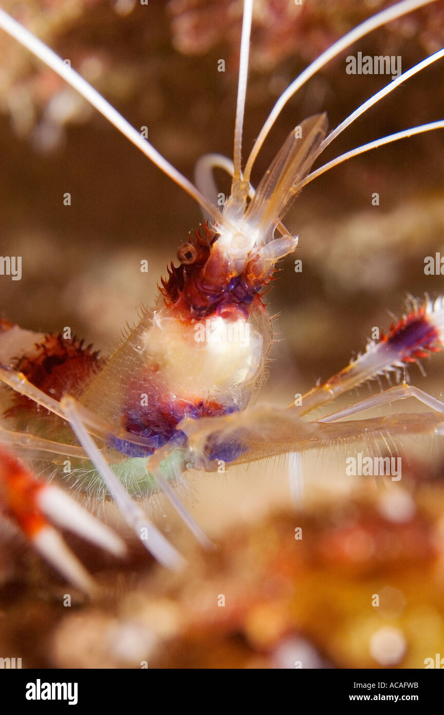 Banded Coral Shrimp Portrait Stenopus hispidus Yap Micronesia Pacific ...