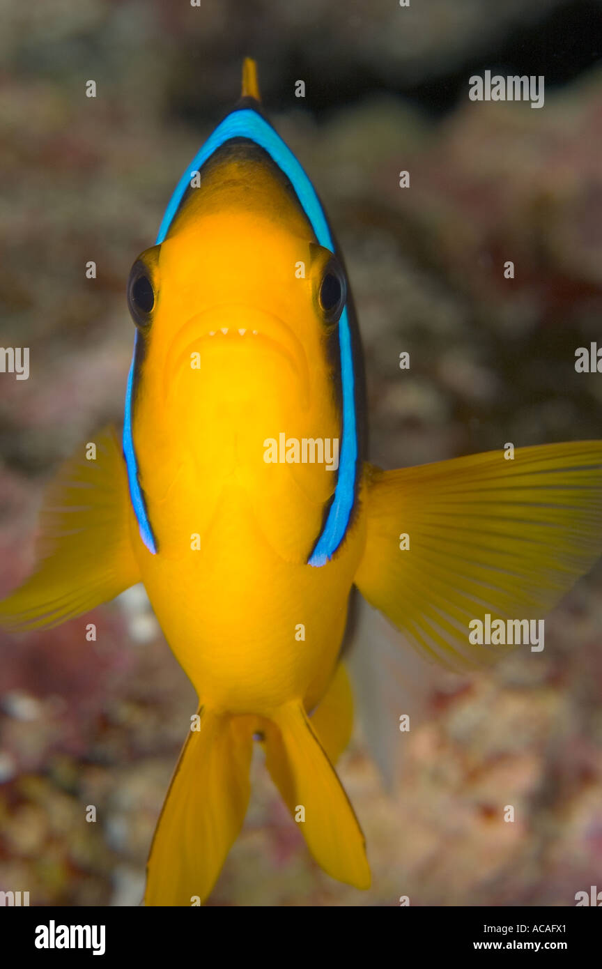 Orange Fin Anemonefish Amphiprion chrysopterus Yap Micronesia Pacific ...