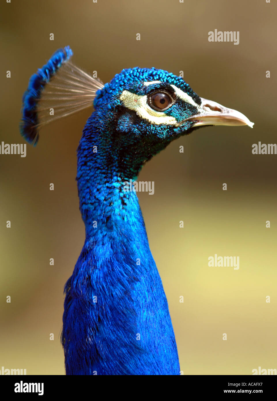 Peacock side view hi-res stock photography and images - Alamy