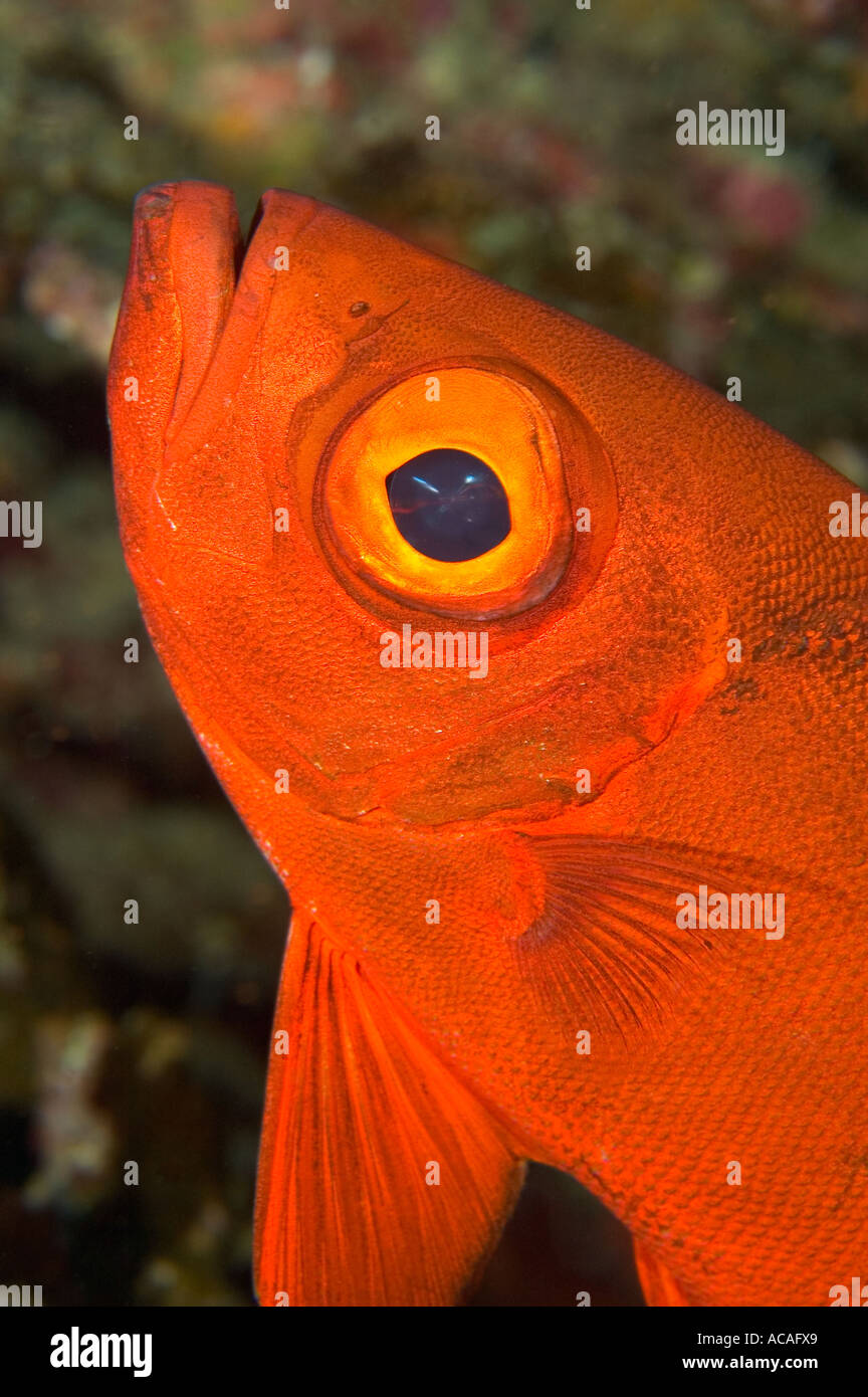 Crescent Tail Bigeye Portrait Priacanthus hamrur Yap Micronesia Pacific ...