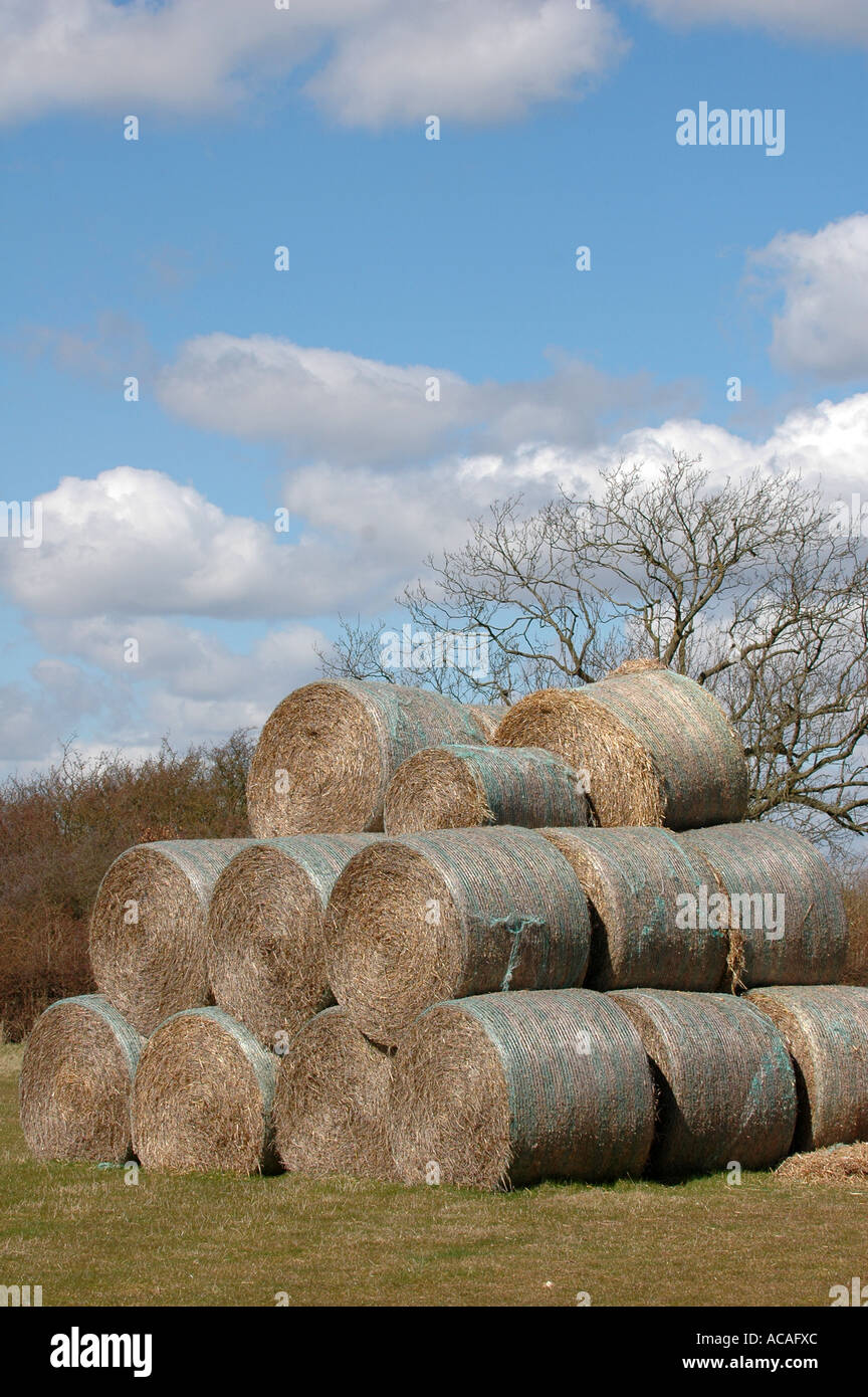 Stack of round straw hay bales Stack of round straw hay bales Stock ...