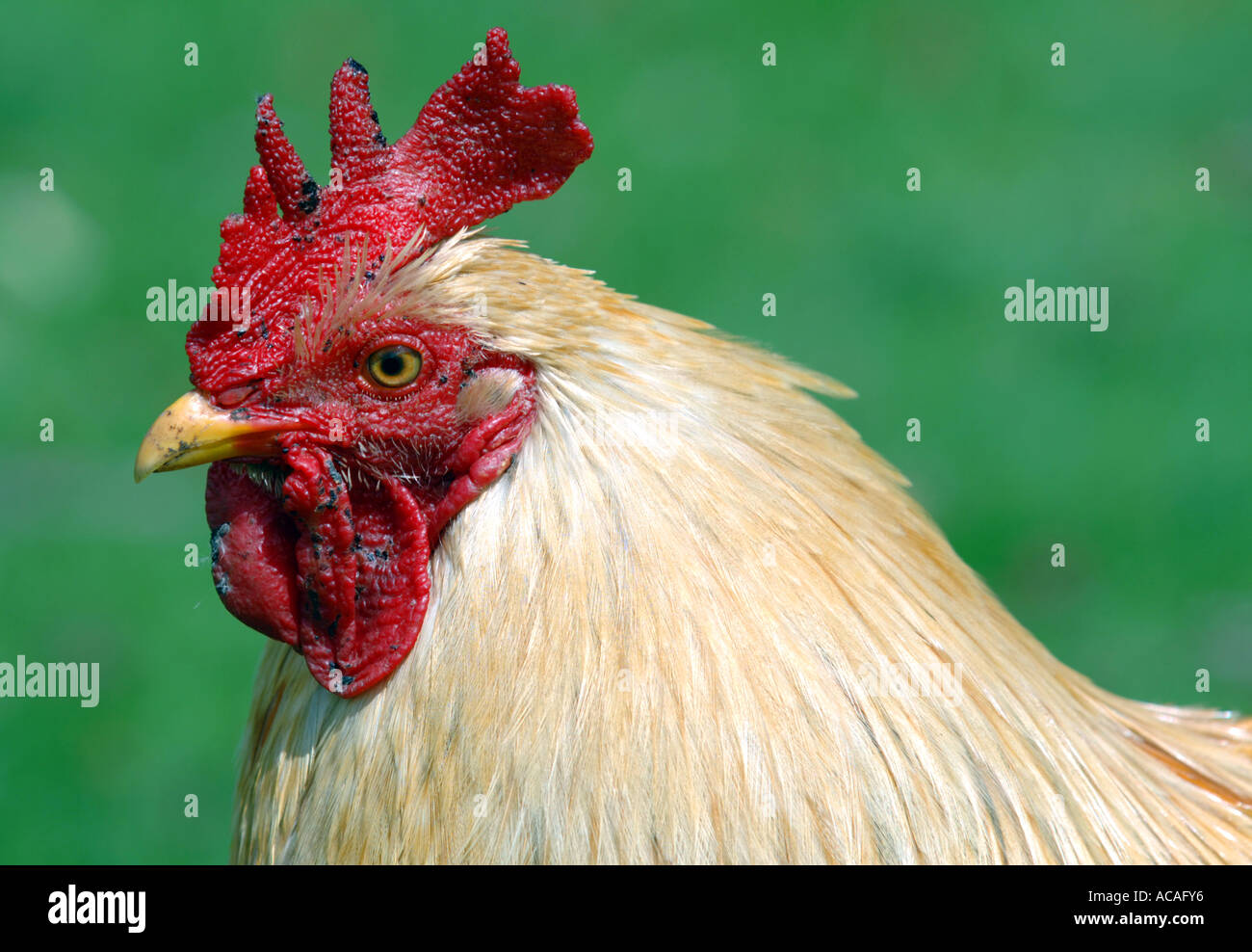 Cockerel, Rooster, bird Stock Photo - Alamy