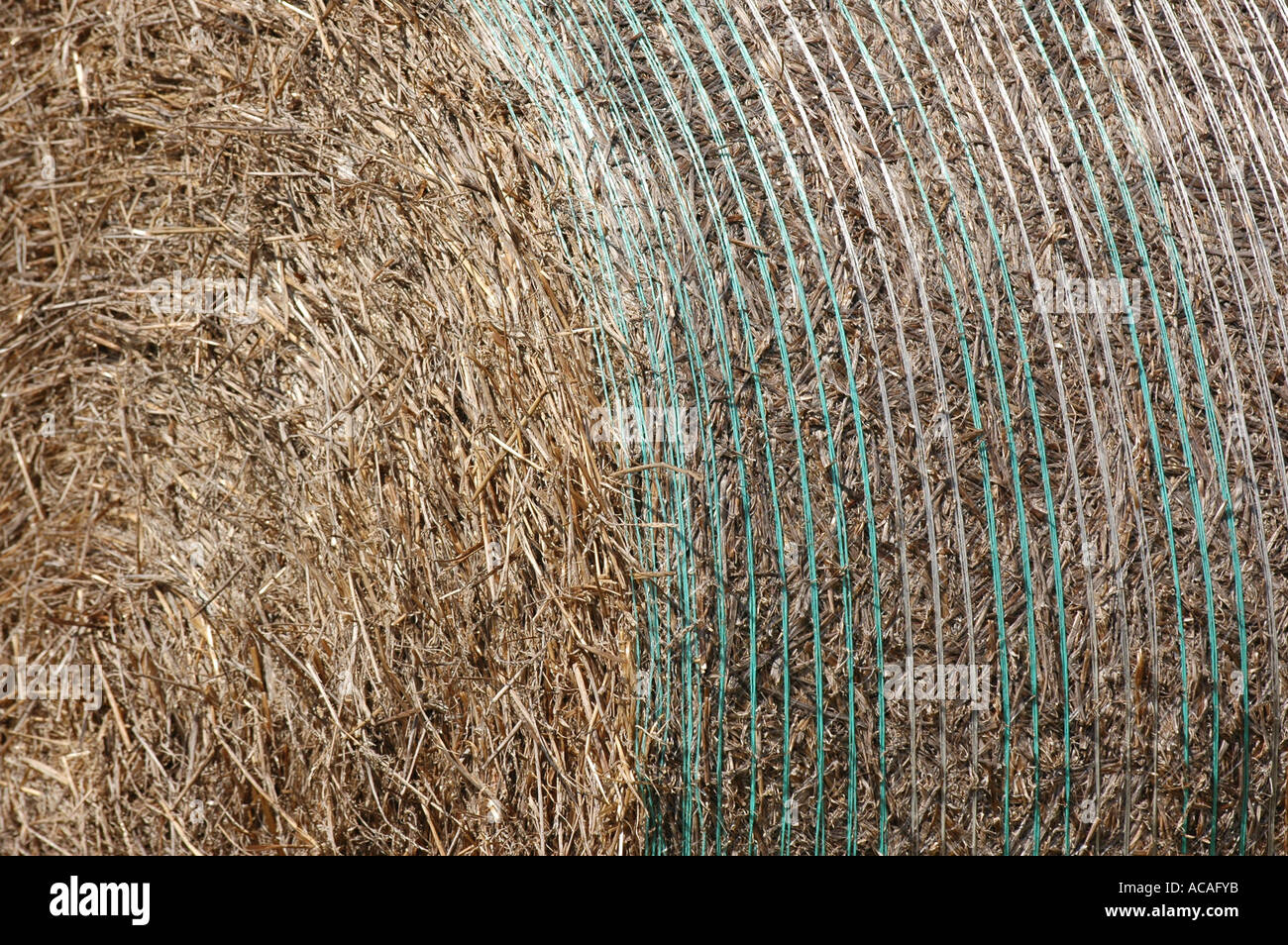 Round straw hay bale wrapped in blue mesh twine Stock Photo - Alamy