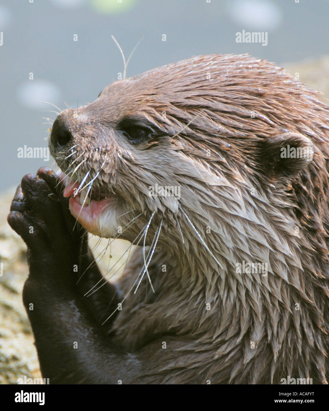 Close up portrait of a single Asian Short Clawed Otters Amblonyx ...