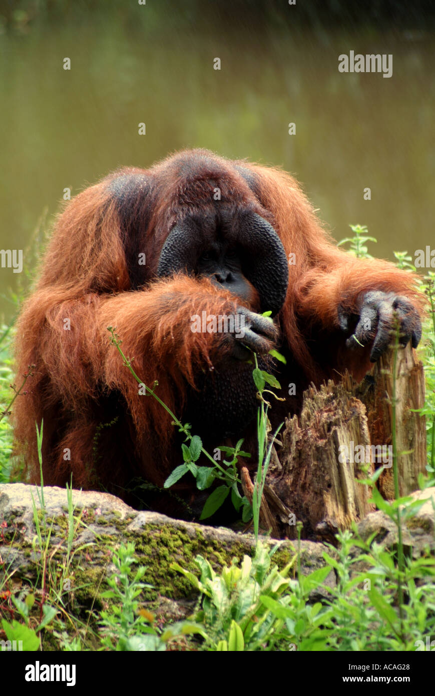 Orangutan sat in the rain eating plants Stock Photo - Alamy