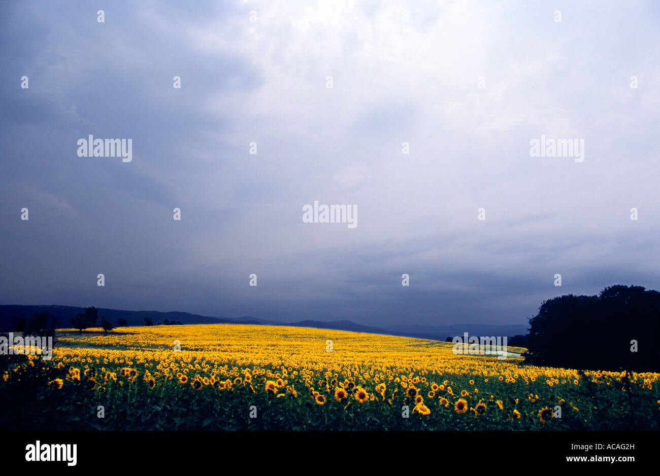 Storm approaching sunflowers Stock Photo - Alamy