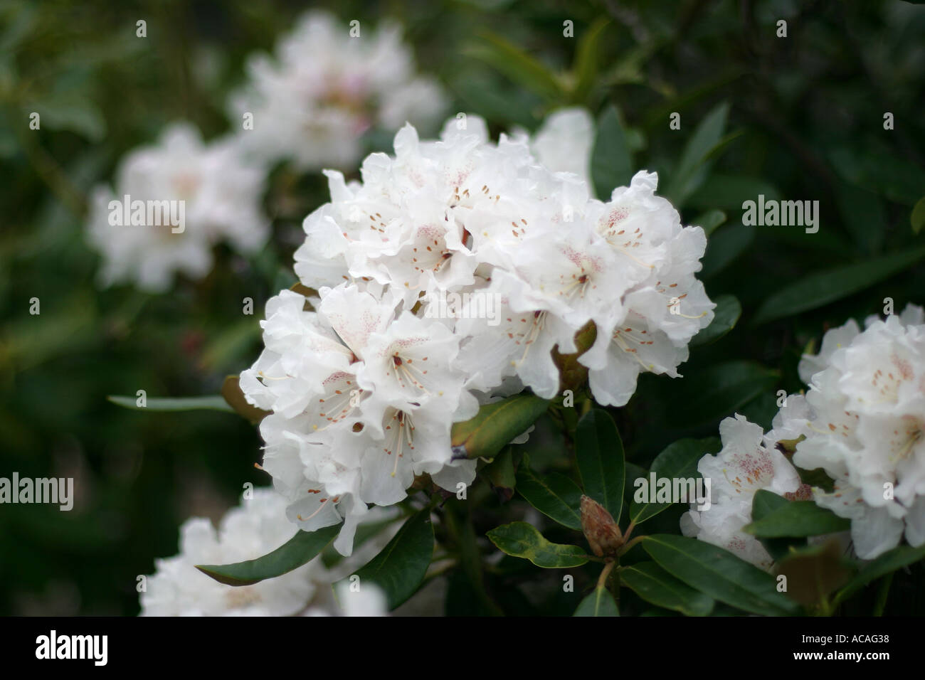 Rhododendrum hi-res stock photography and images - Alamy
