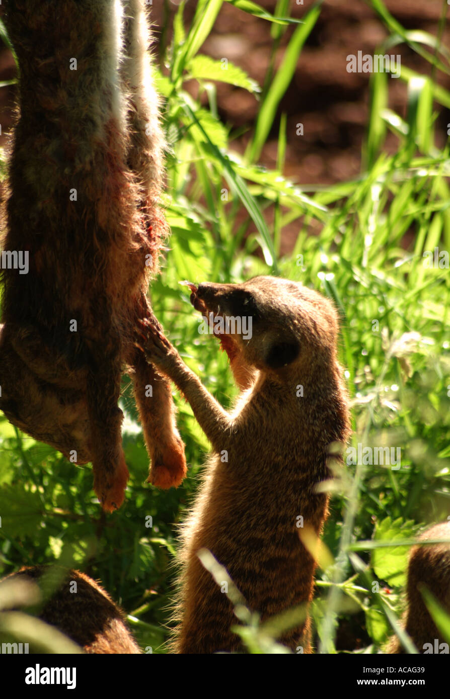 Tearing flesh hi-res stock photography and images - Alamy