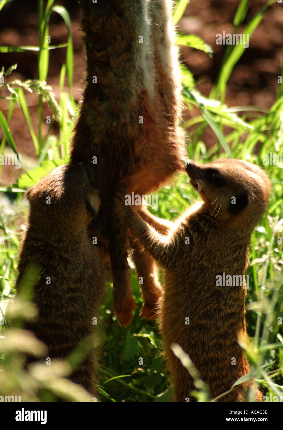 Meerkats eating hi-res stock photography and images - Alamy