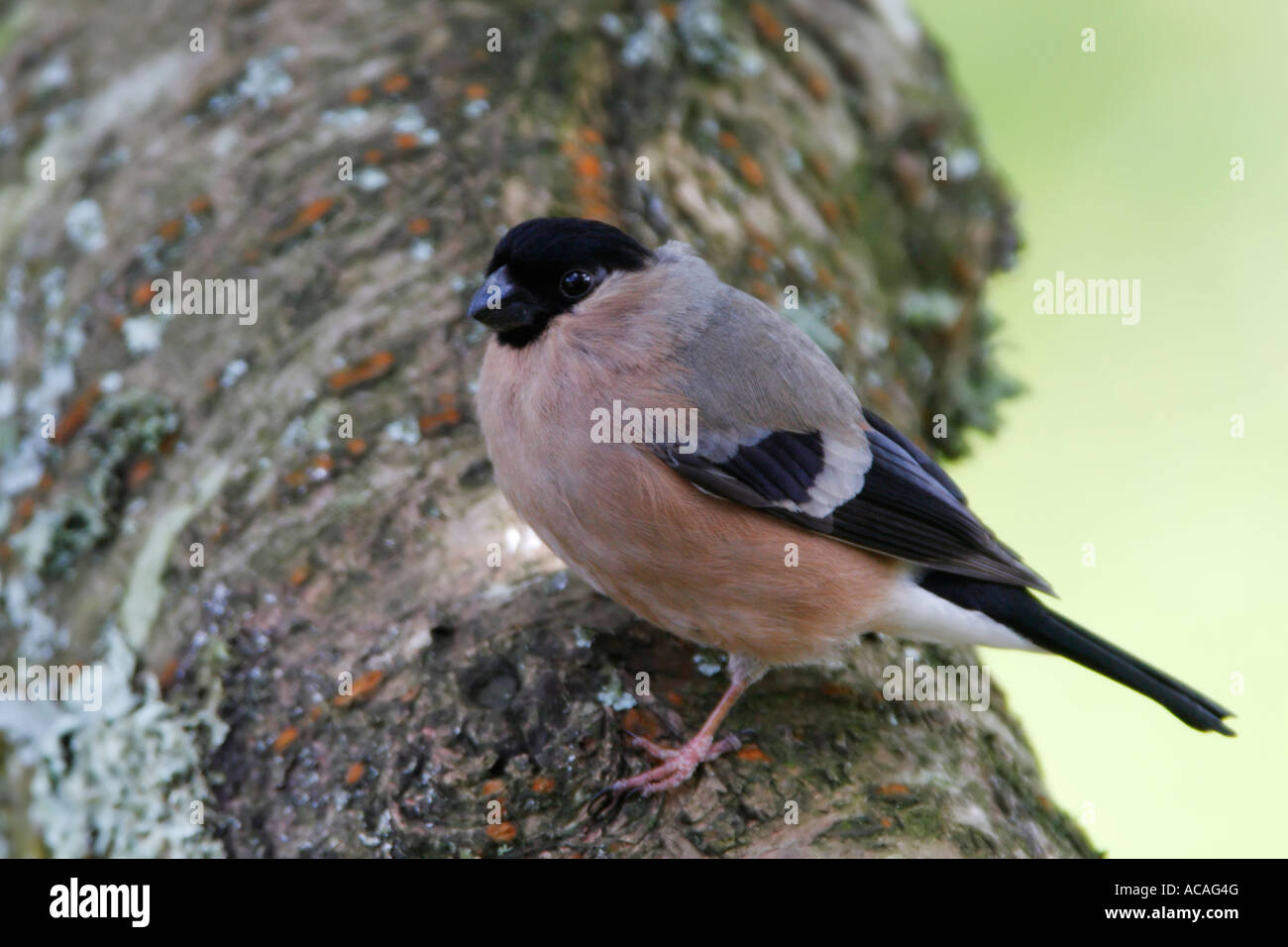 Female Bullfinch, Pyrrhula pyrrhula Stock Photo - Alamy