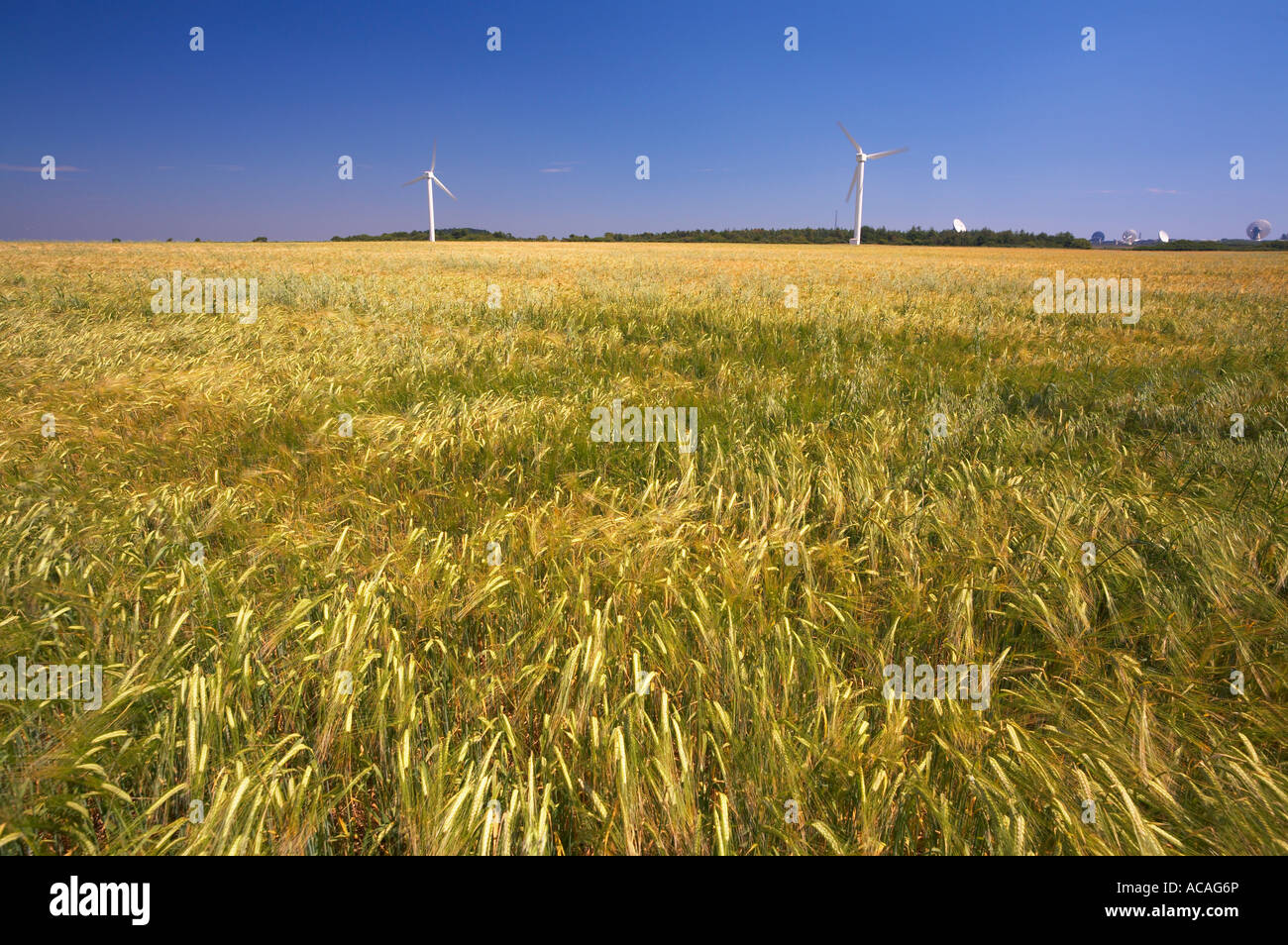 Wind Turbines in wheat field Stock Photo - Alamy