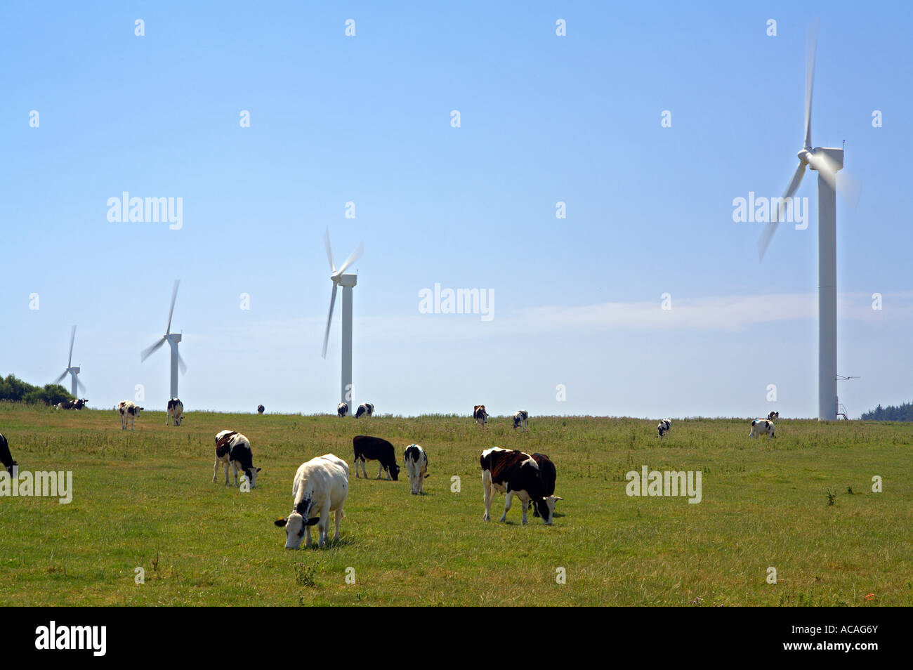 Wind turbines in cow field Stock Photo - Alamy