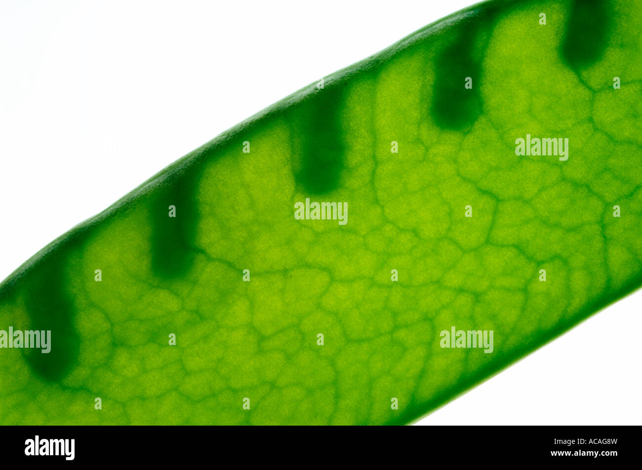 Monge hi-res stock photography and images - Alamy