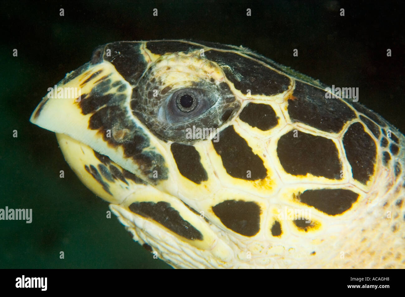Hawksbill Turtle Head Eretmochelys imbricata Yap Micronesia Pacific ...