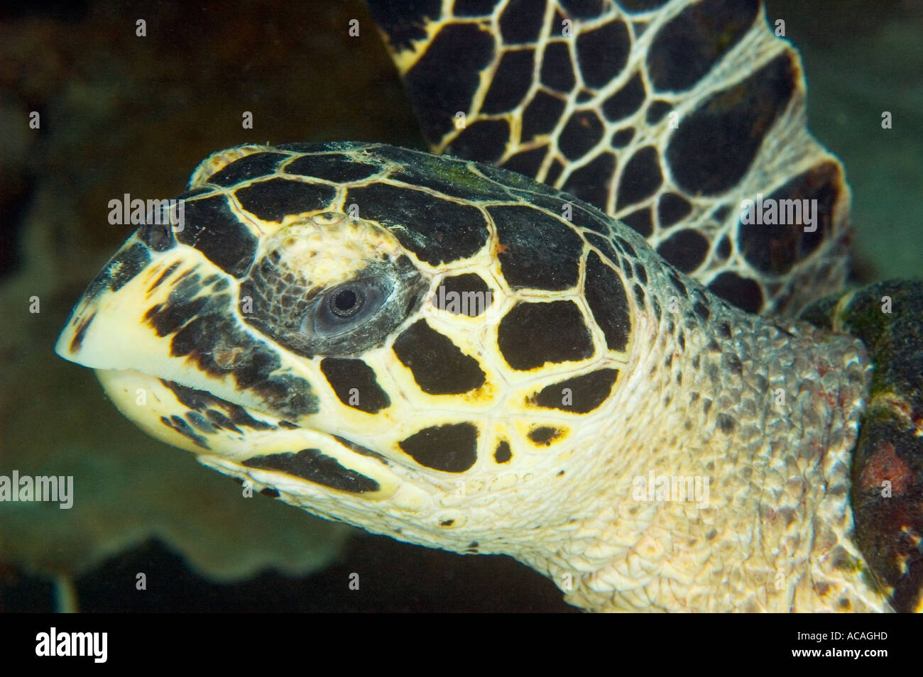 Hawksbill Turtle Head Eretmochelys imbricata Yap Micronesia Pacific ...