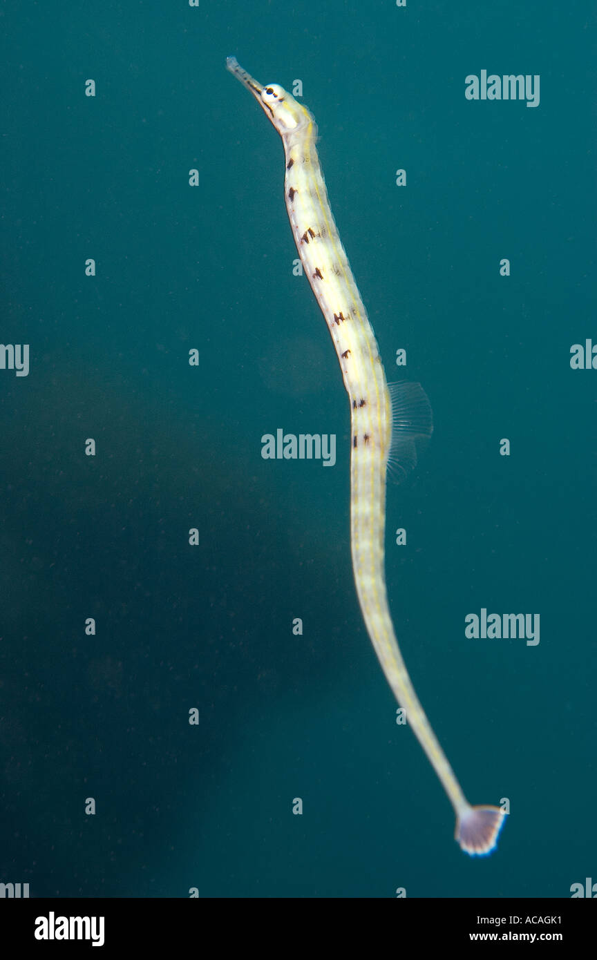 Pipe fish hi-res stock photography and images - Alamy