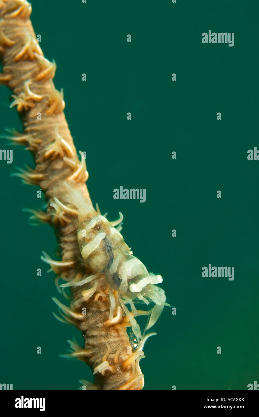 Wire Coral Shrimp Pononides unciger on Wire Coral Cirripathes sp Yap ...