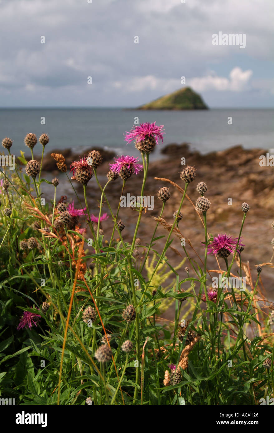 Great mewstone devon hi-res stock photography and images - Alamy