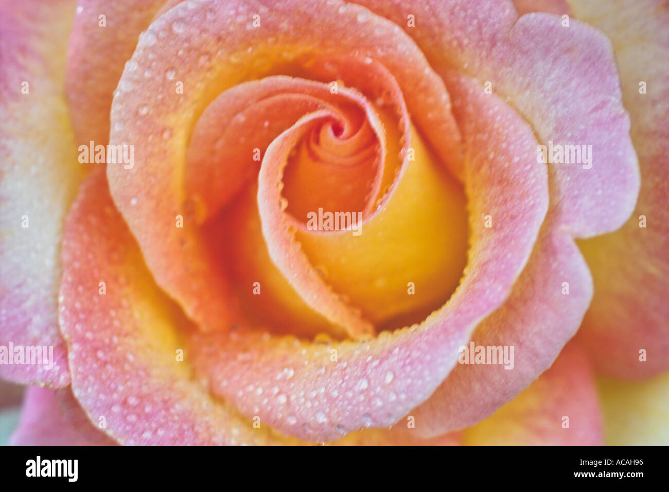 Full blown rose hi-res stock photography and images - Alamy