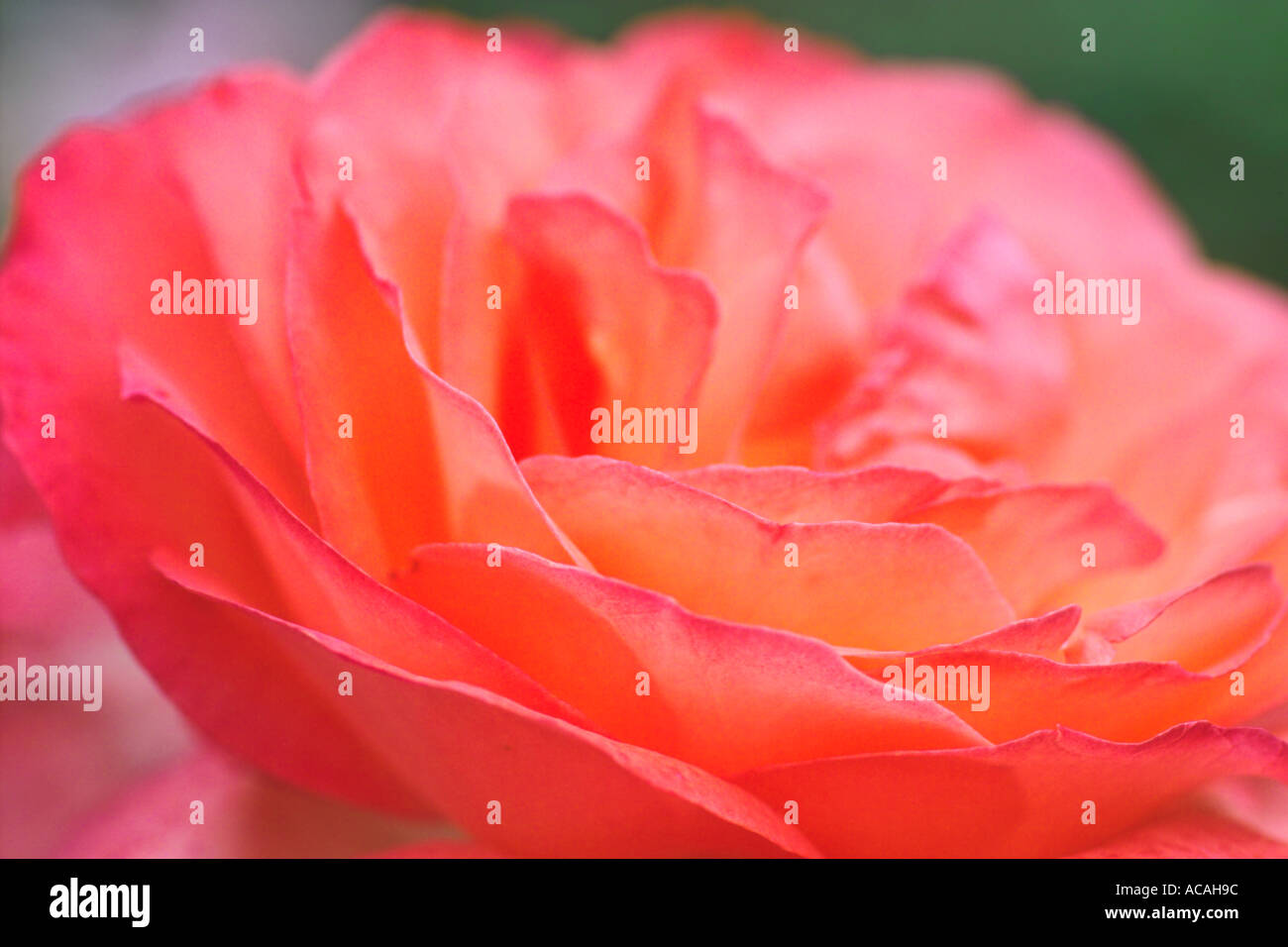 Full blown rose hi-res stock photography and images - Alamy