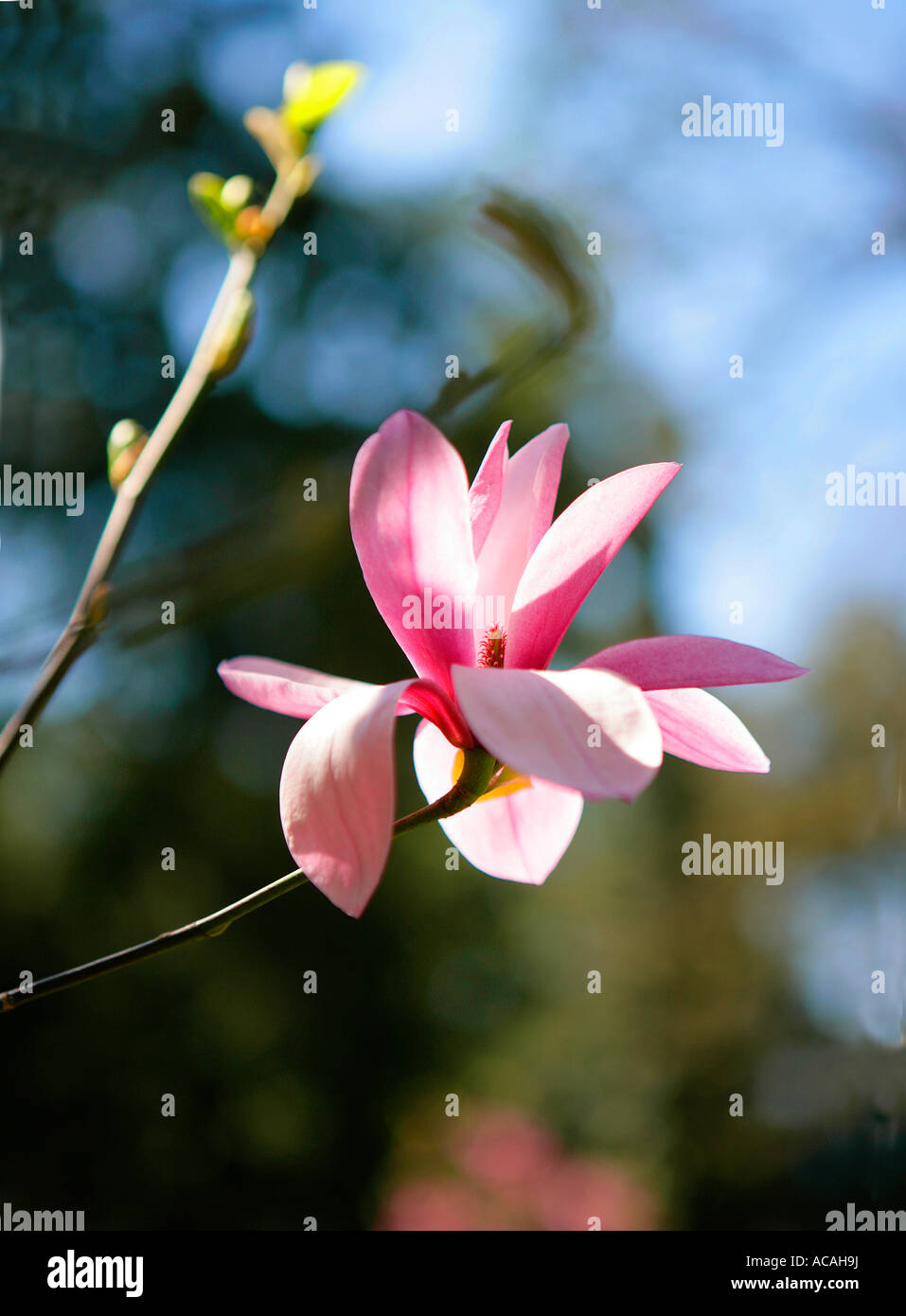Bloom of a magnolia (Magnolia Stock Photo - Alamy