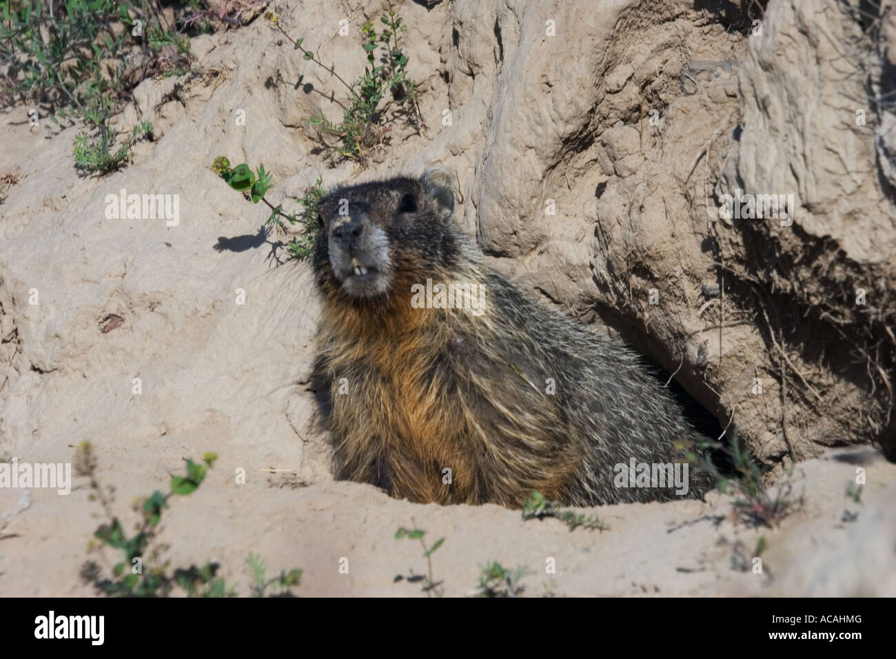 A yellow bellied marmot sticks his nose out of its den to investigate ...