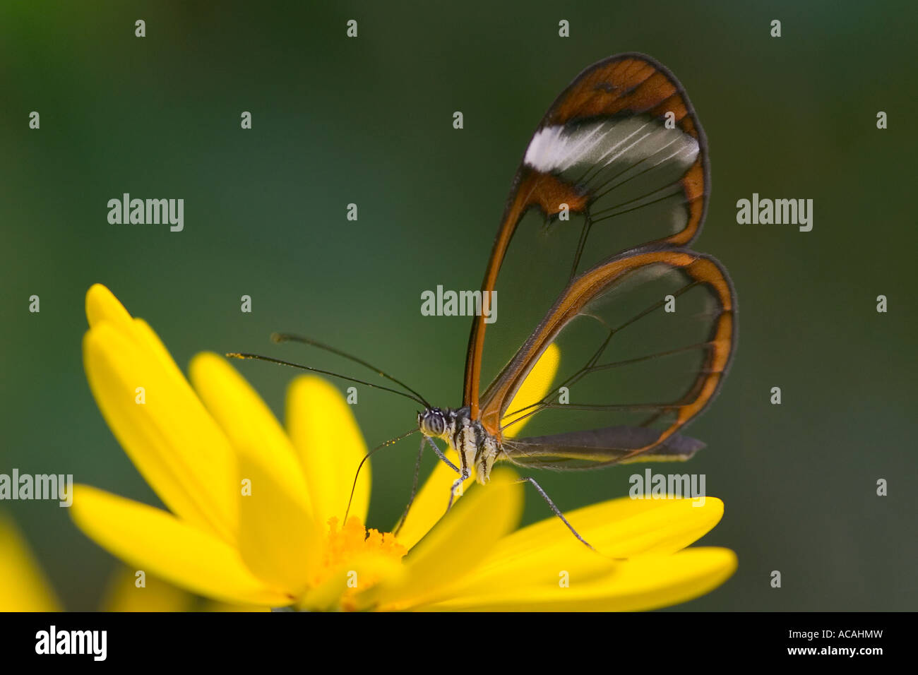 Currant Clearwing (greta oto) on yellow blossom Stock Photo - Alamy
