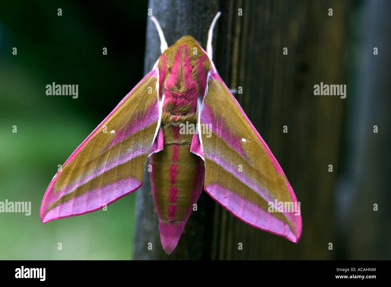 Elephant Hawk-moth (Deilephila elpenor) just after the hatch Stock ...