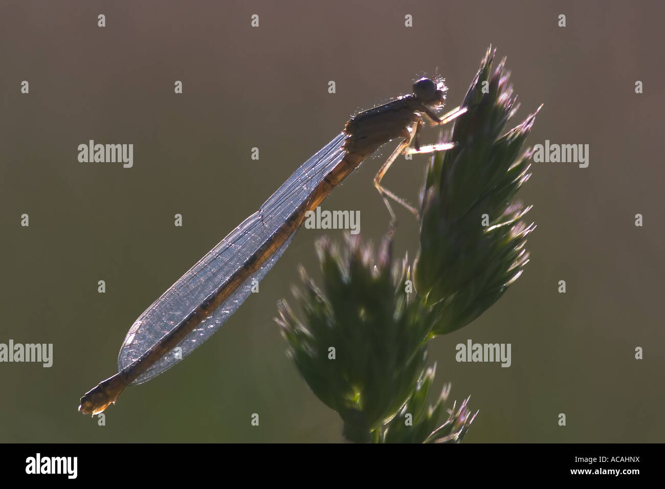 Female White-legged damselfly(Platycnemididae Stock Photo - Alamy