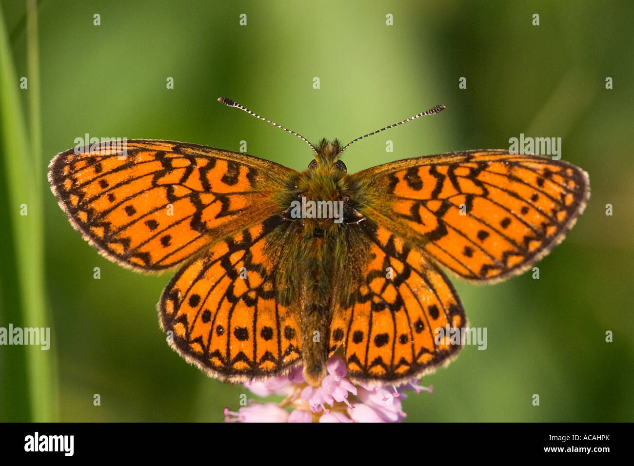 Bog Fritillary (Proclossiana eunomia), female Stock Photo - Alamy