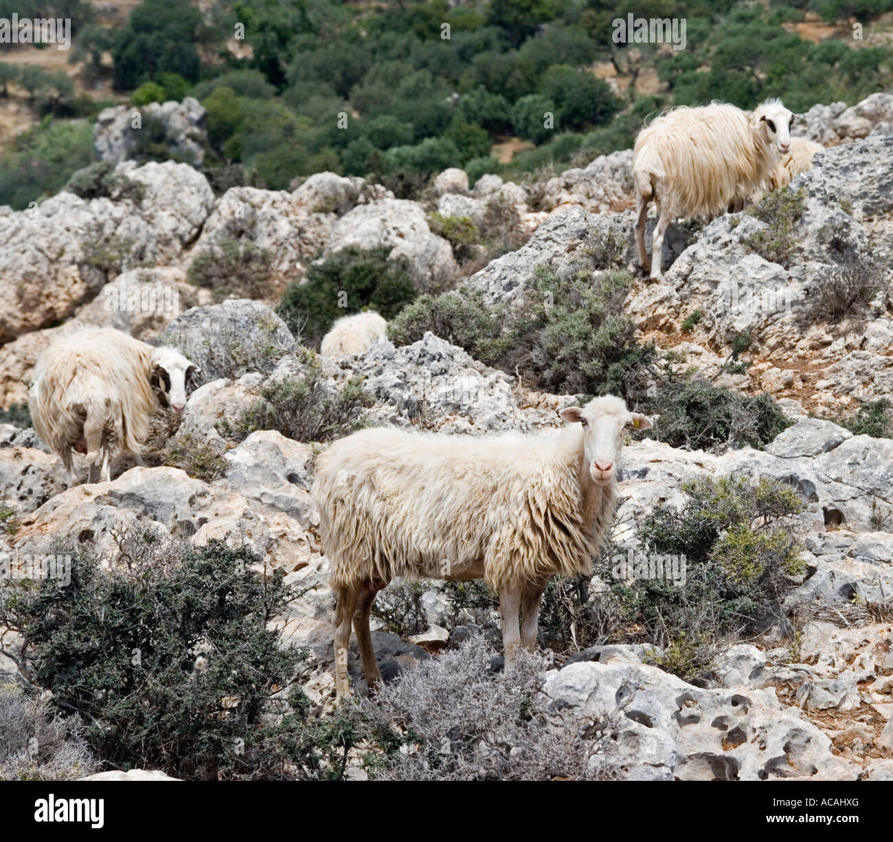 Sheeps in a typical scene, Crete, Greece Stock Photo - Alamy