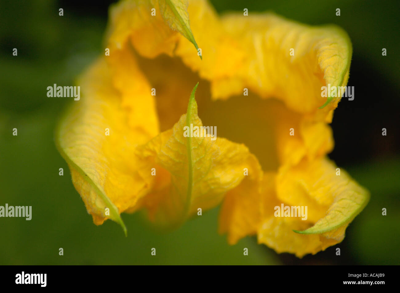 Vegitable flower hi-res stock photography and images - Alamy