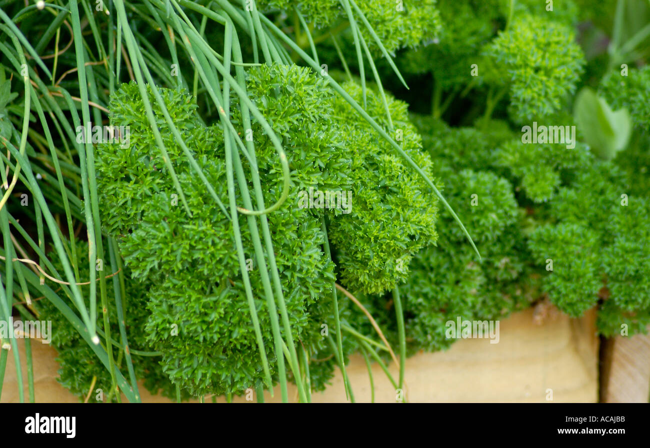 herbs parsley box domestic home grow organic Stock Photo - Alamy