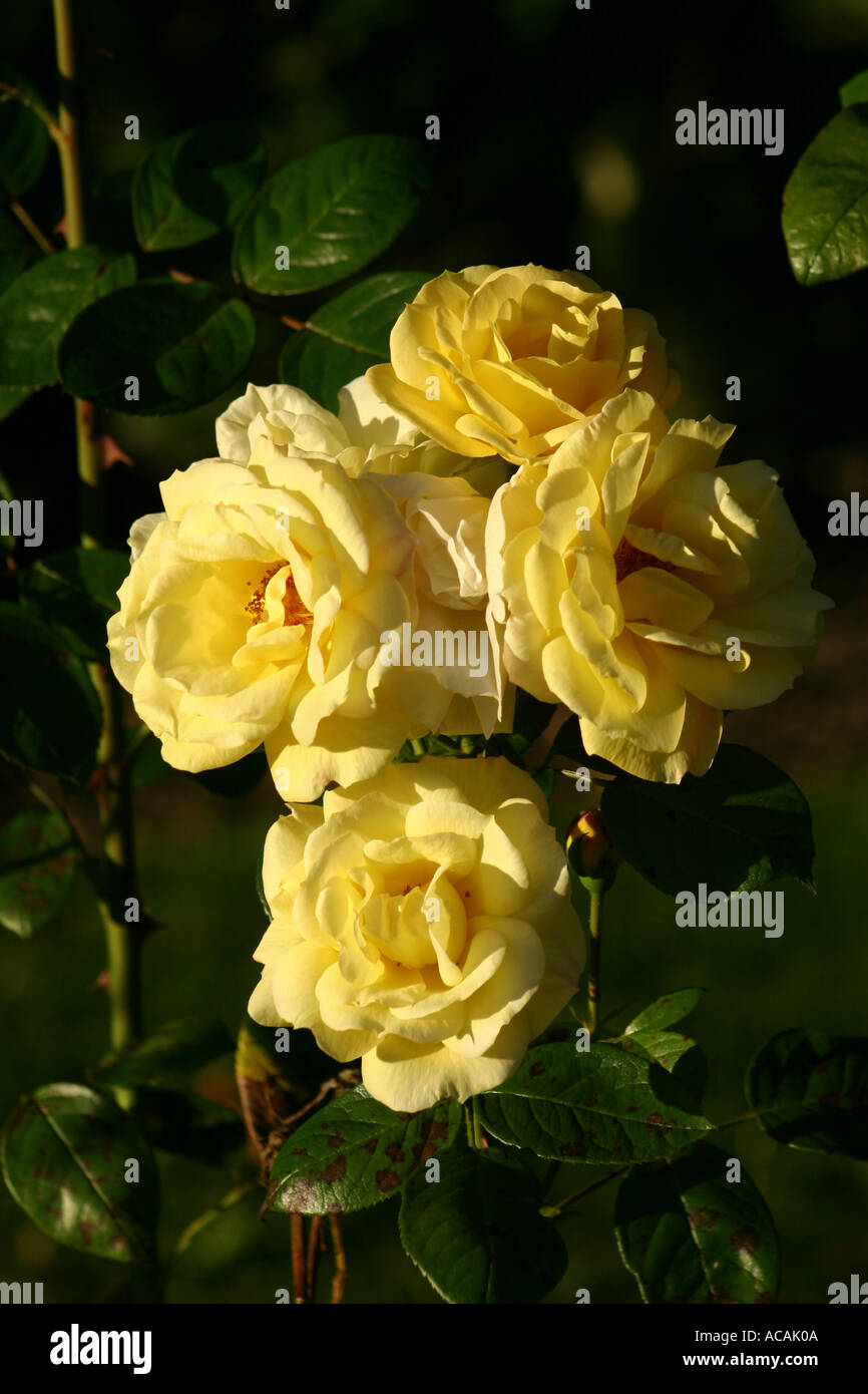 Four Yellow Roses Stock Photo - Alamy