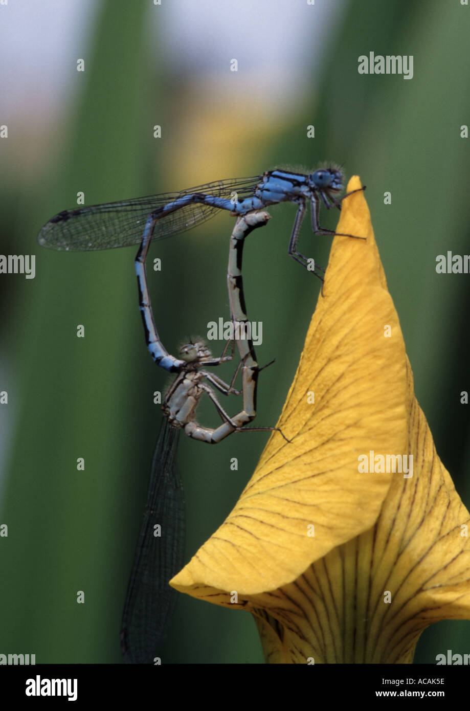 Damsel Flies ,mating on iris flower Stock Photo - Alamy