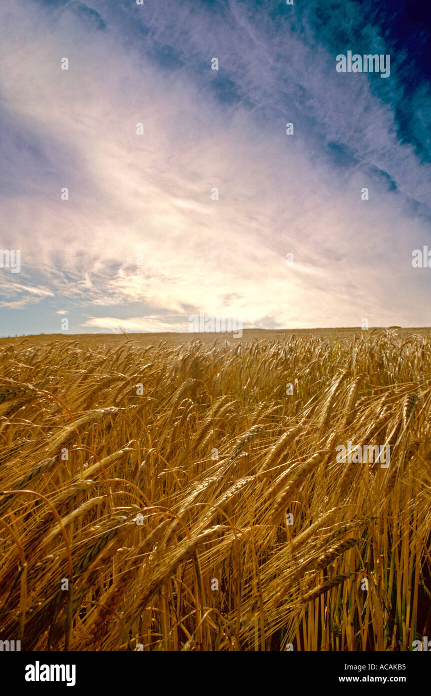 Wheatfield in autumn ready for harvest North Yorkshire England UK Stock ...