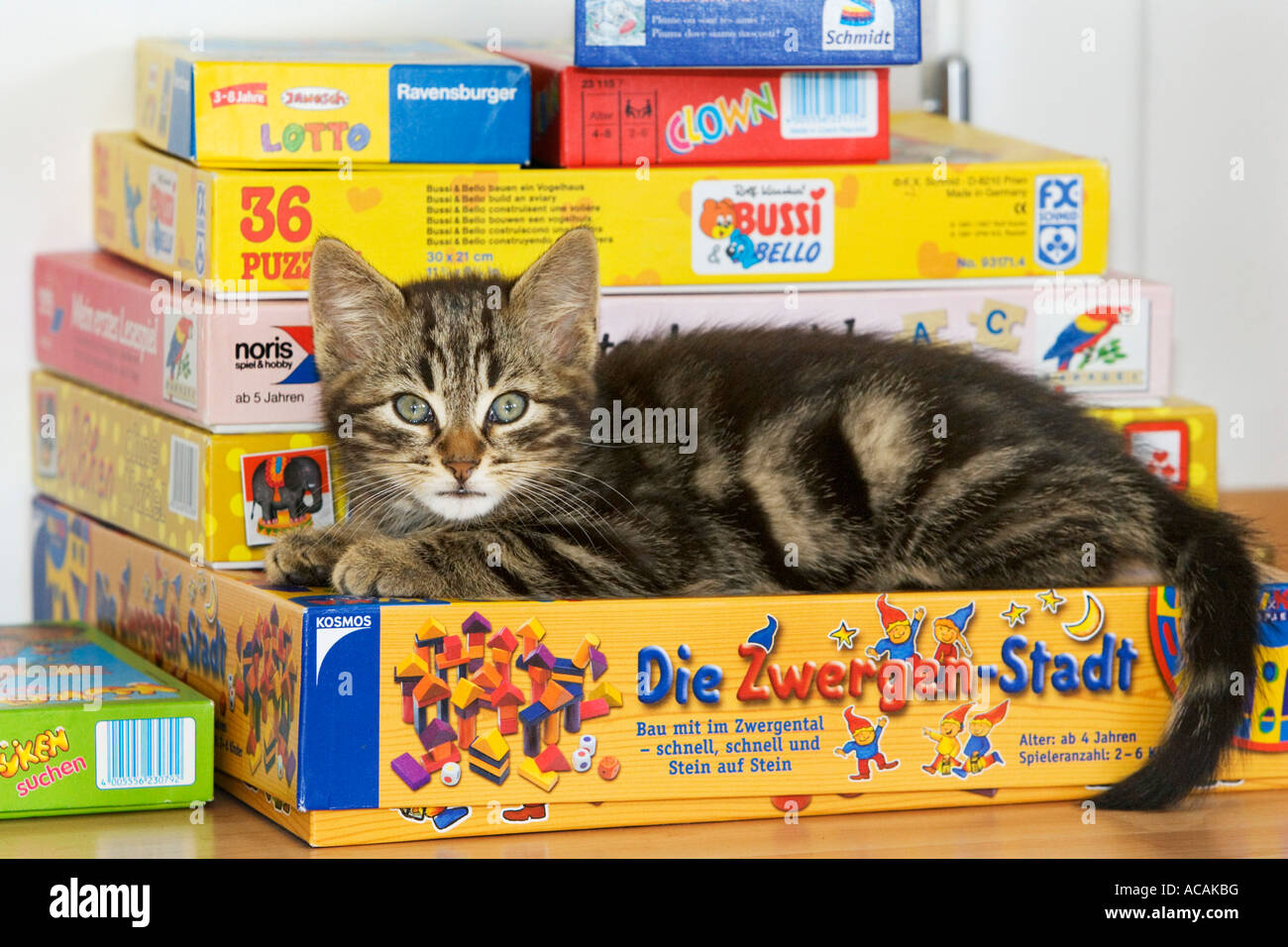 Young domestic cat on toy boxes Stock Photo - Alamy