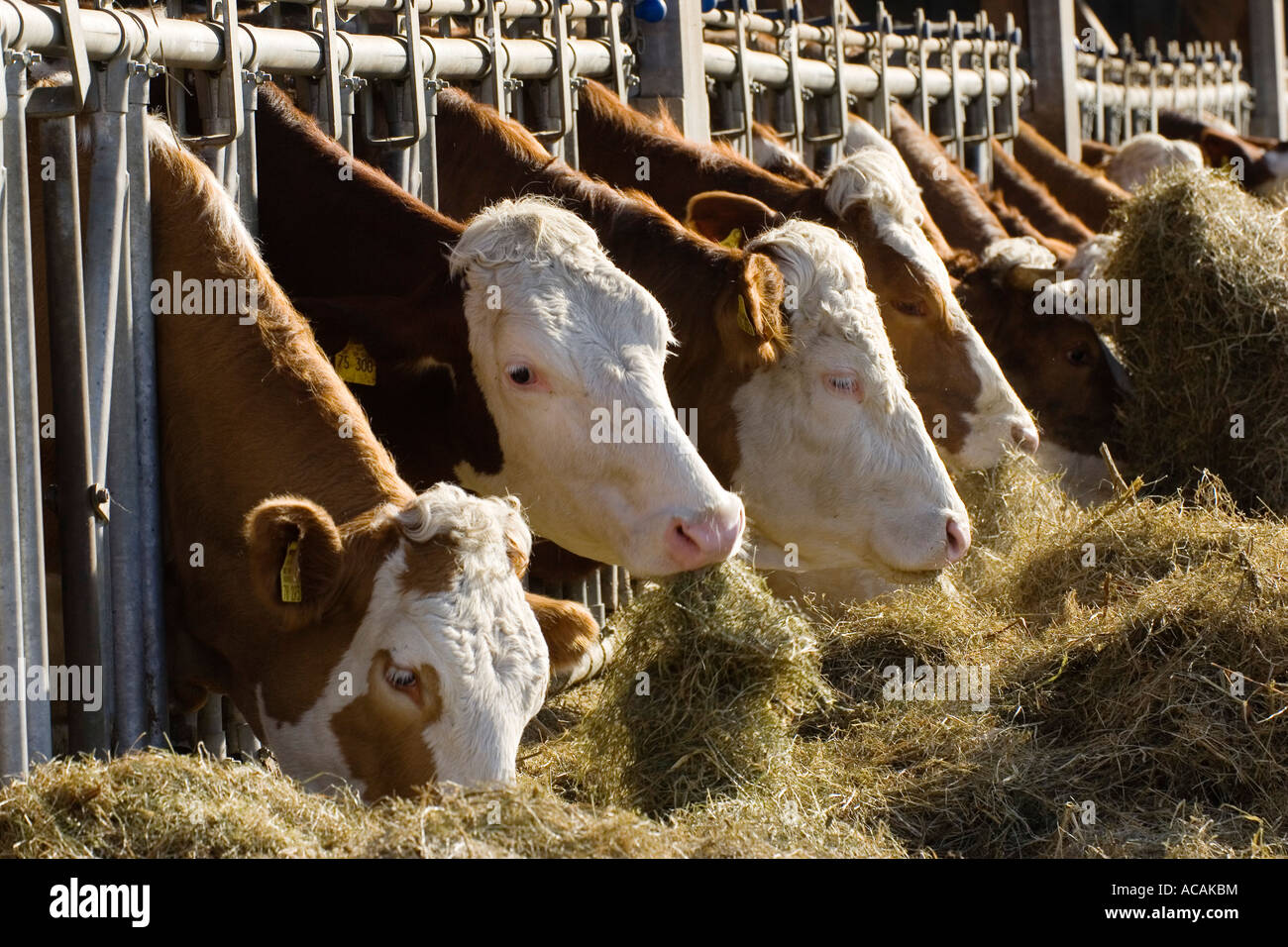 Cows in stable eating hay, Upper Bavaria, Germany Stock Photo - Alamy