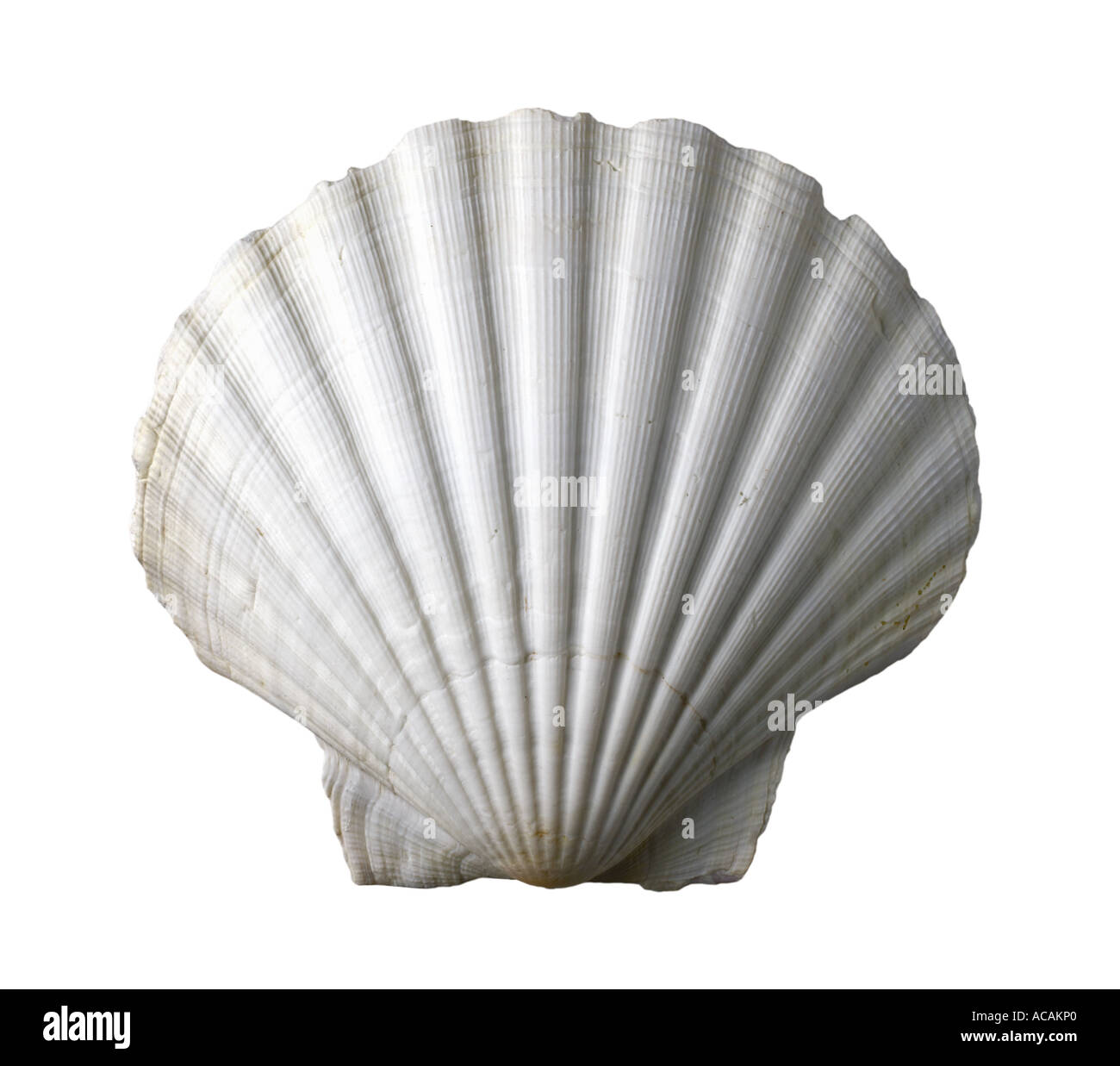 Scallop edge hi-res stock photography and images - Alamy