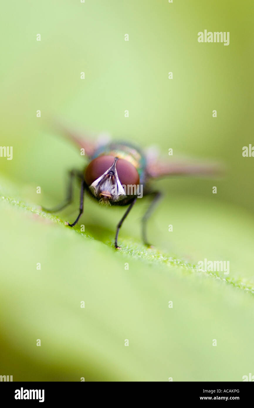 Fliegen insekt hi-res stock photography and images - Alamy