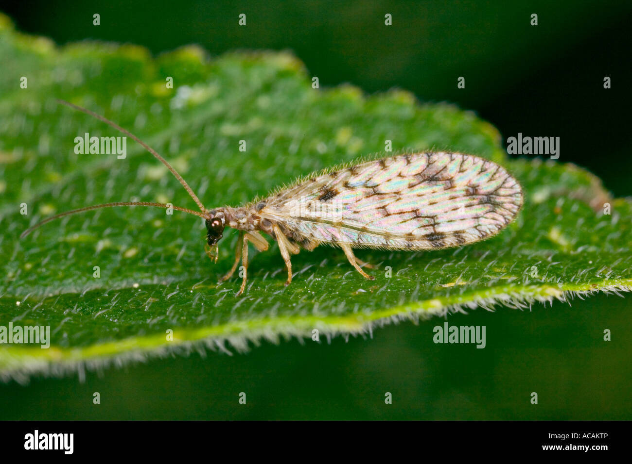 Micromus variegatus hi-res stock photography and images - Alamy