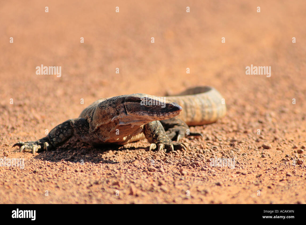 Monitor Lizard (Genus Varanus), Australia Stock Photo - Alamy