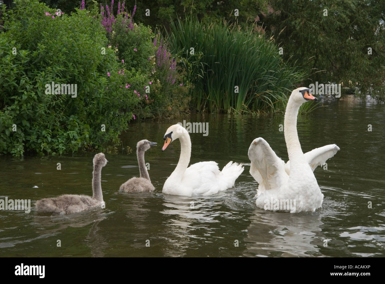 Swan upping signets river thames uk hi-res stock photography and images ...