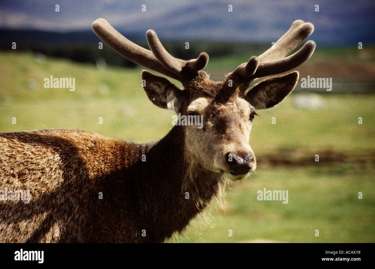 Highlands deer hi-res stock photography and images - Alamy