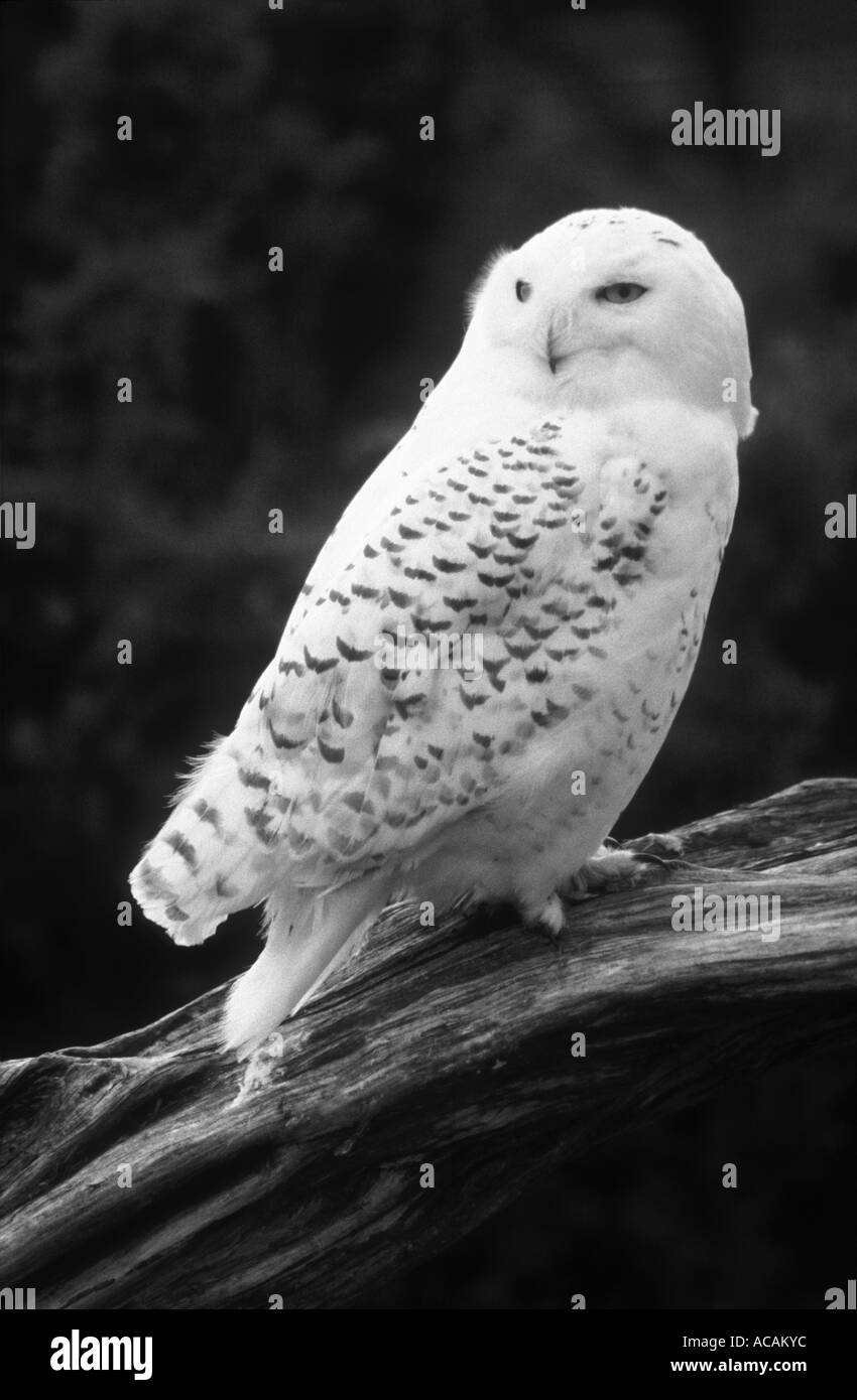 Snowy Owl, Highland Wildlife Park, Scotland Stock Photo - Alamy