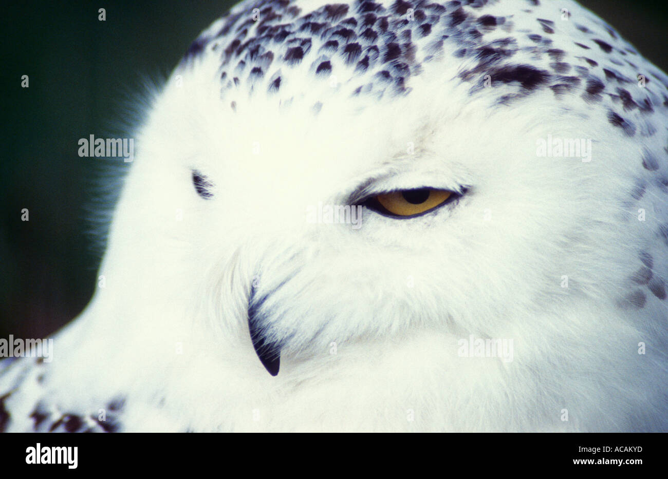 Snowy Owl, Highland Wildlife Park, Scotland Stock Photo - Alamy