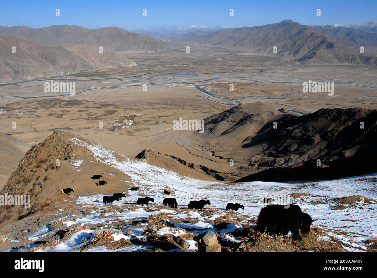 Yaks at snow covered slope above the valley of Lhasa River Kyi Chu ...