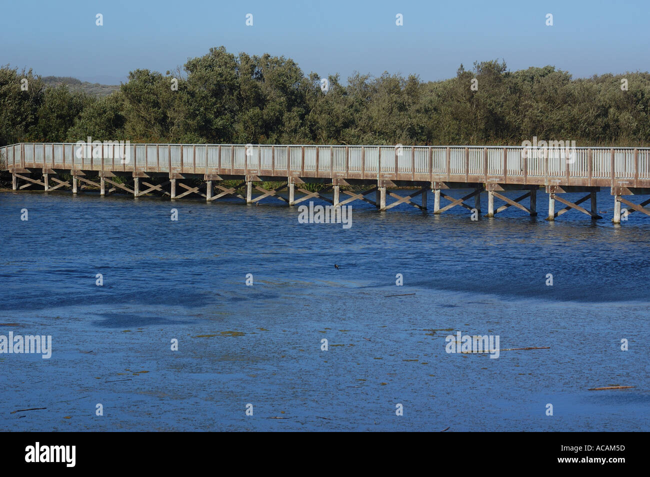 Oso Flaco High Resolution Stock Photography and Images - Alamy