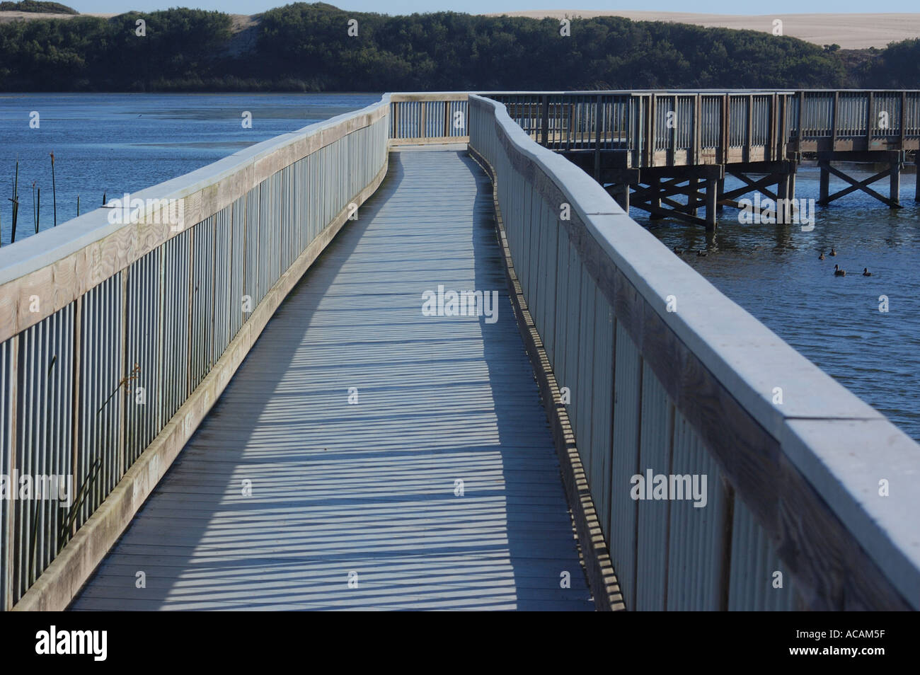 Oso Flaco High Resolution Stock Photography and Images - Alamy