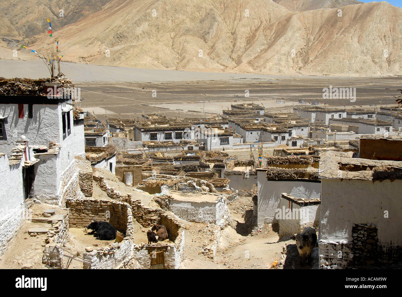 Traditional houses with cows in village Shegar Tibet China Stock Photo ...